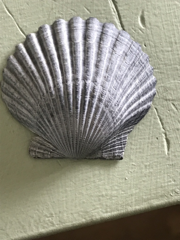 Atlantic Bay Scallop from Long Island, Massapequa, NY, US on June 5 ...