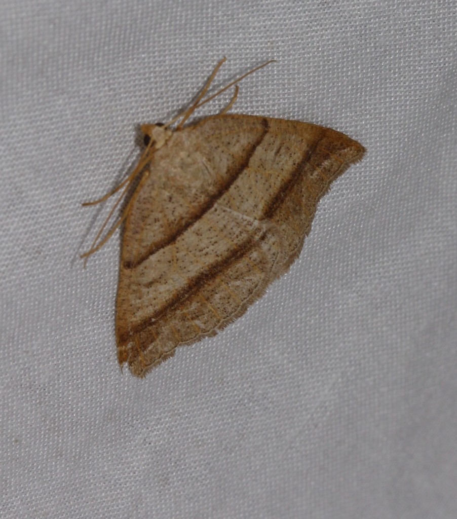 Northern Petrophora Moth from Le Rocher-Percé, QC, Canada on June 4 ...