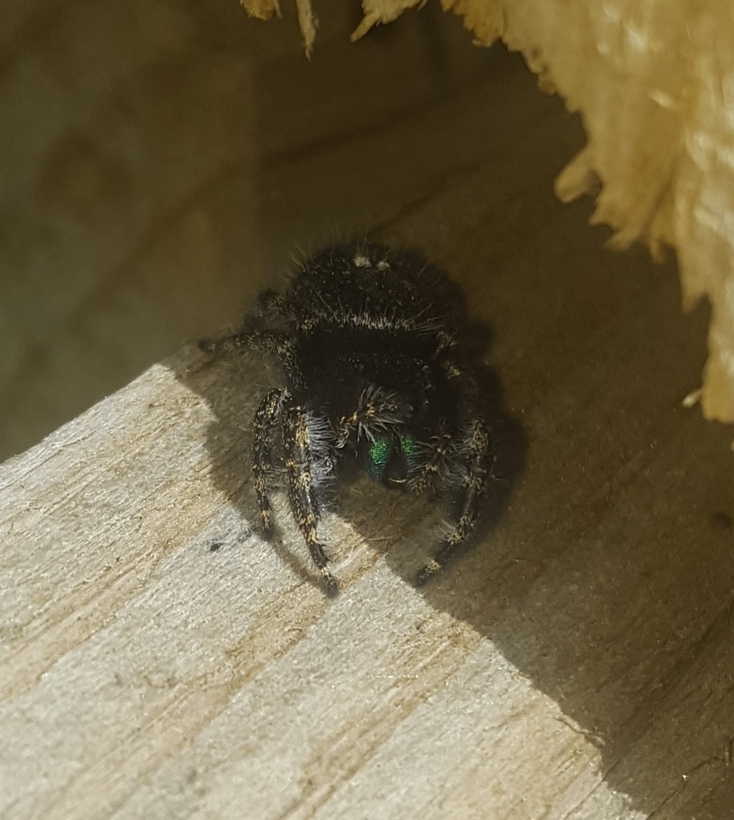 Bold Jumping Spider from Franklin Field North, Boston, MA, USA on June ...