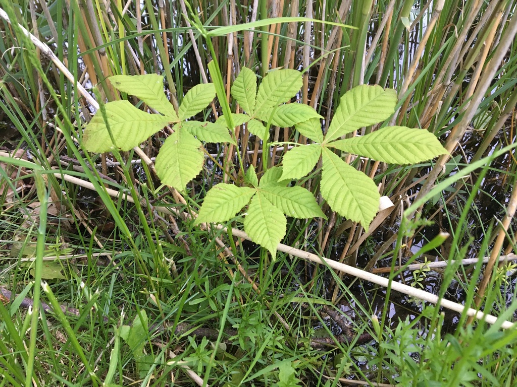 horse-chestnut from Sariai, Lithuania on June 5, 2020 at 08:50 PM by ...