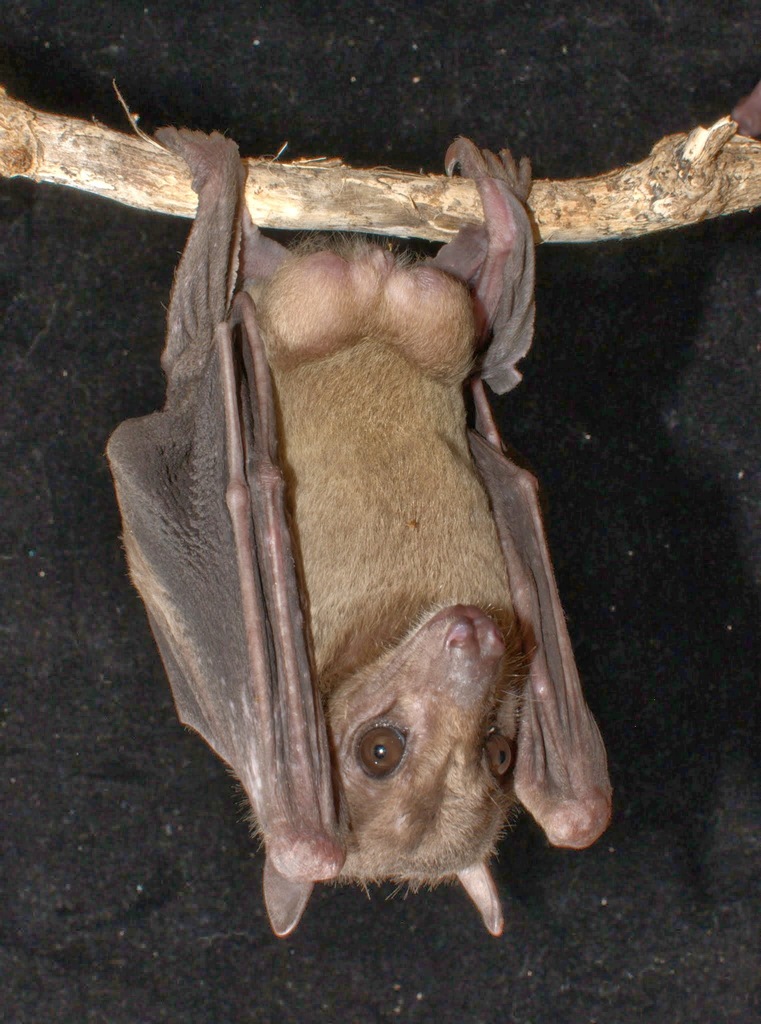 Egyptian Rousette (Rousettus aegyptiacus) - Know Your Mammals