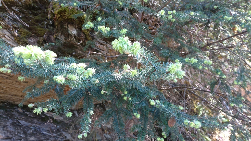 Vejar's fir from Gral Zaragoza, N.L., Mexico on May 1, 2017 at 03:44 PM ...