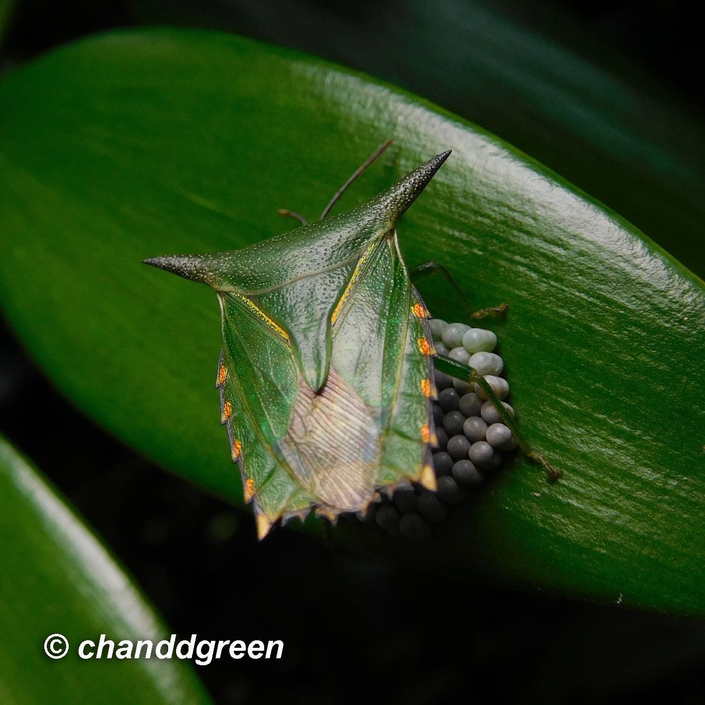 Pygoplatys Dallas, 1851