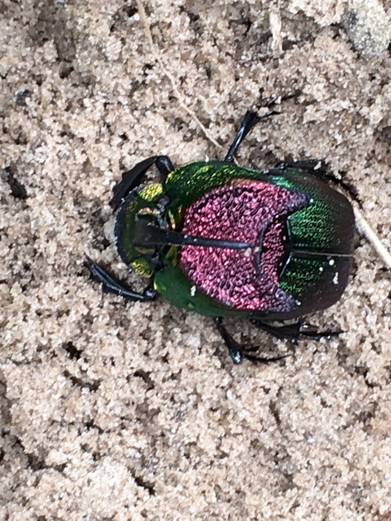 Burrowing Dung Beetles from Pace, FL, US on April 08, 2020 at 01:23 PM ...