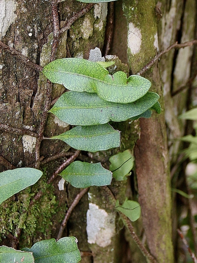 (Microgramma squamulosa) - Botanical Realm