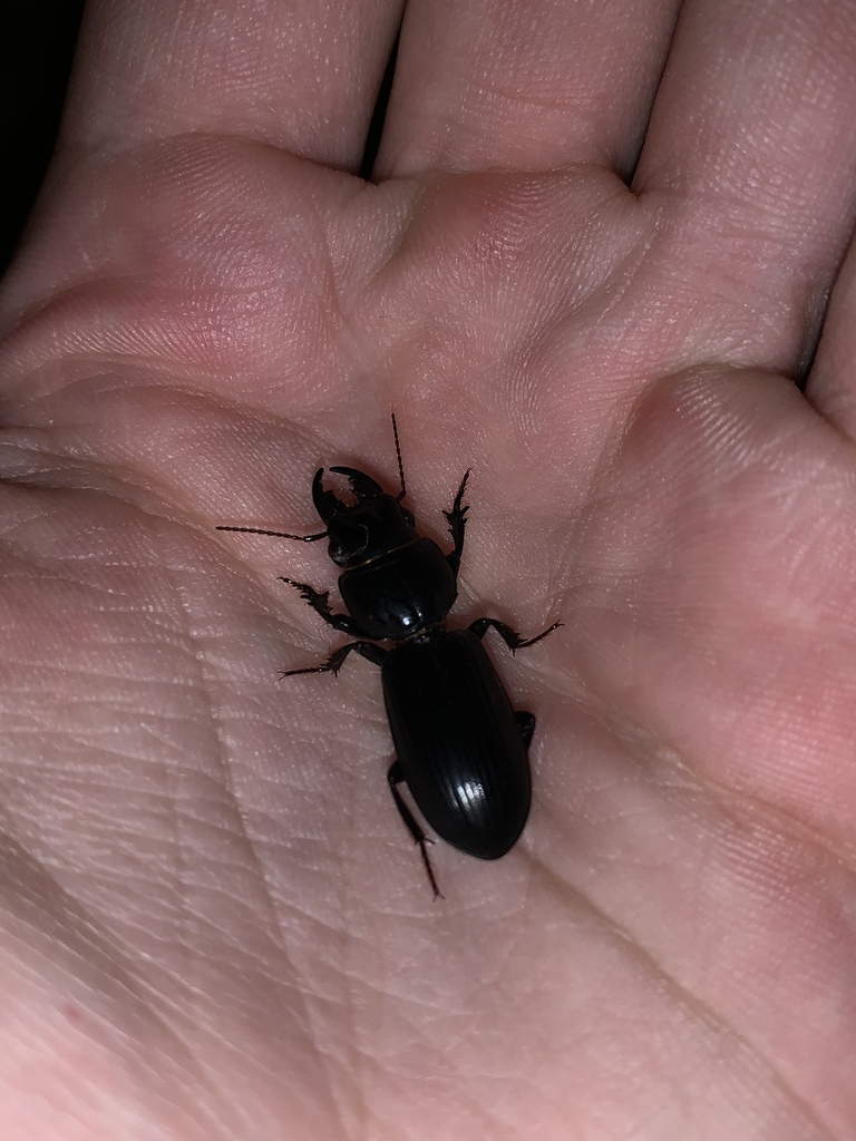 Big-headed Ground Beetle from Chapel Rd, Bethlehem, WV, US on June 3 ...