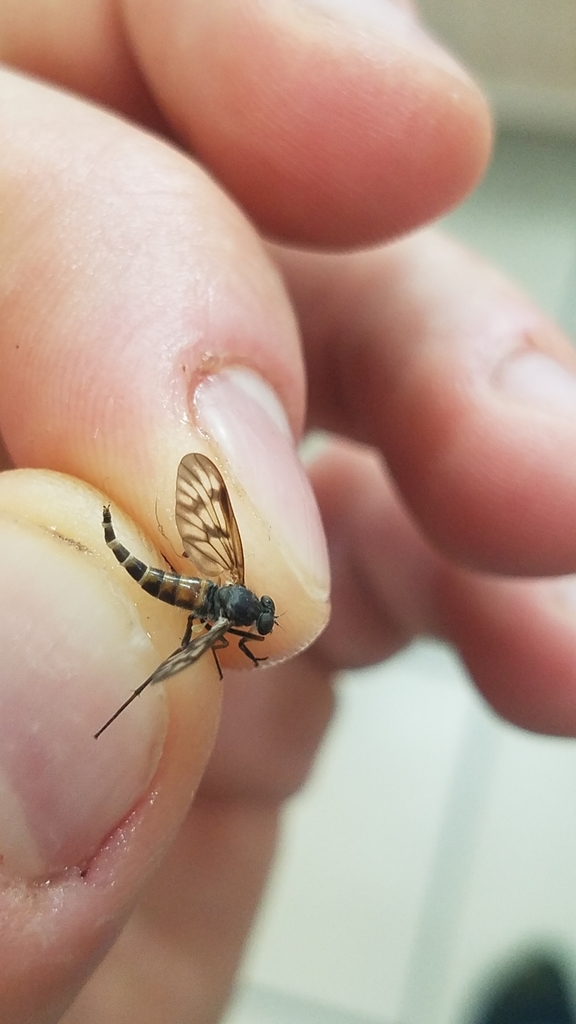 Common Snipe Fly from Patton Township, PA, USA on June 5, 2020 at 05:40 ...