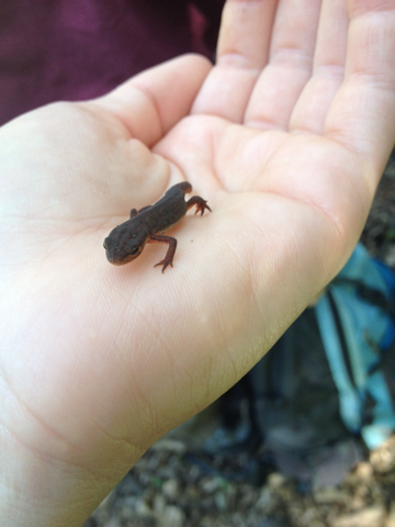 Central Newt (Amphibians of Alabama) · iNaturalist