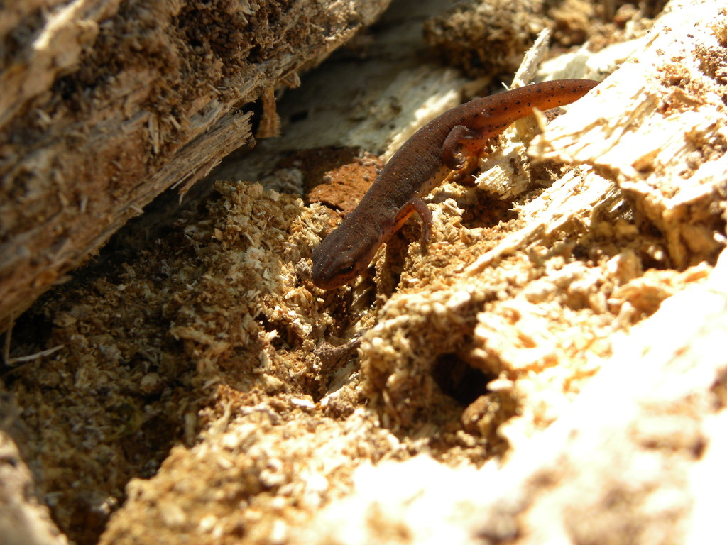 Central Newt (Amphibians of Alabama) · iNaturalist