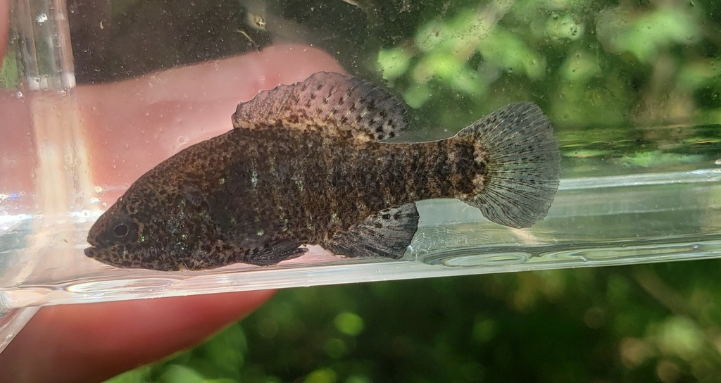 Banded Pygmy Sunfish (Elassoma zonatum) - Marine Life Identification