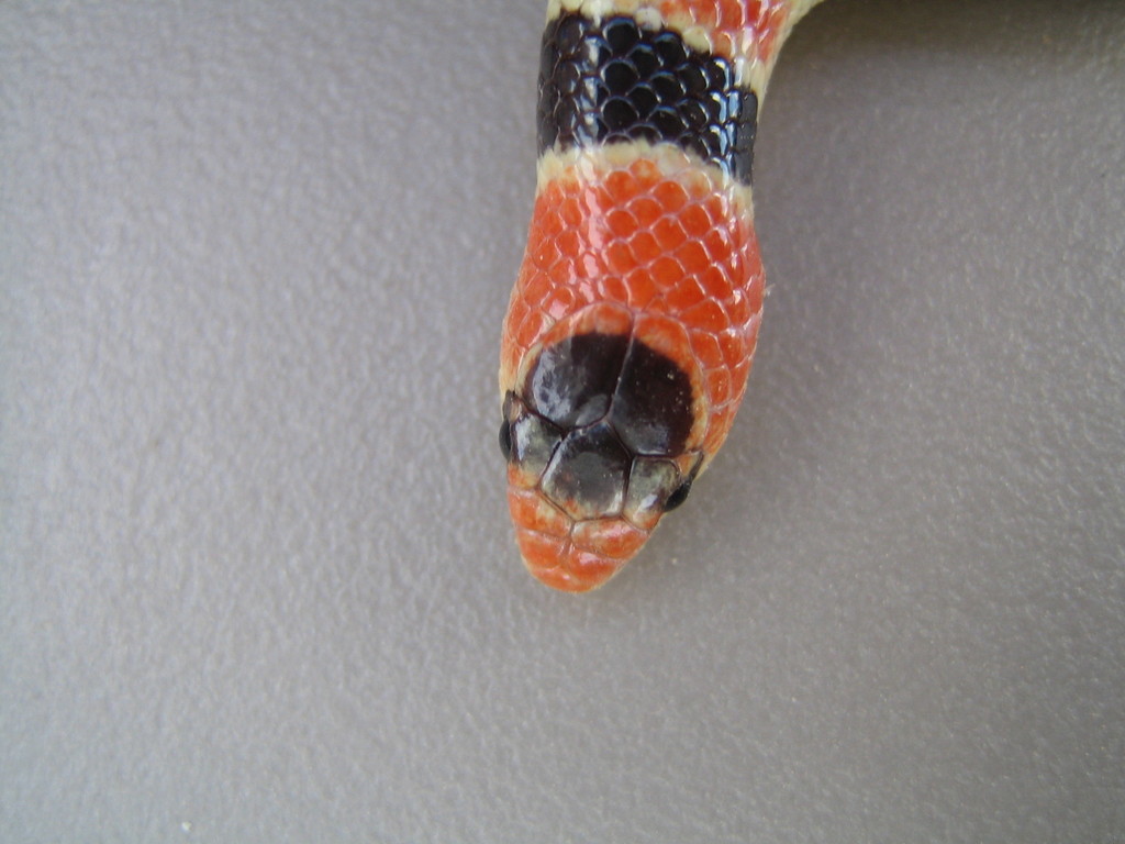 Sonoran Shovel-nosed Snake (Sonora palarostris) - Snakes and Lizards
