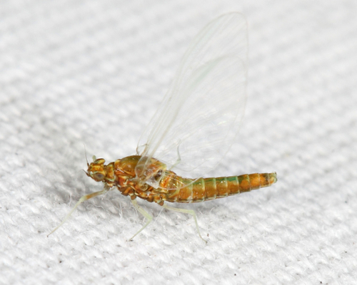 género Plauditus · NaturaLista Colombia