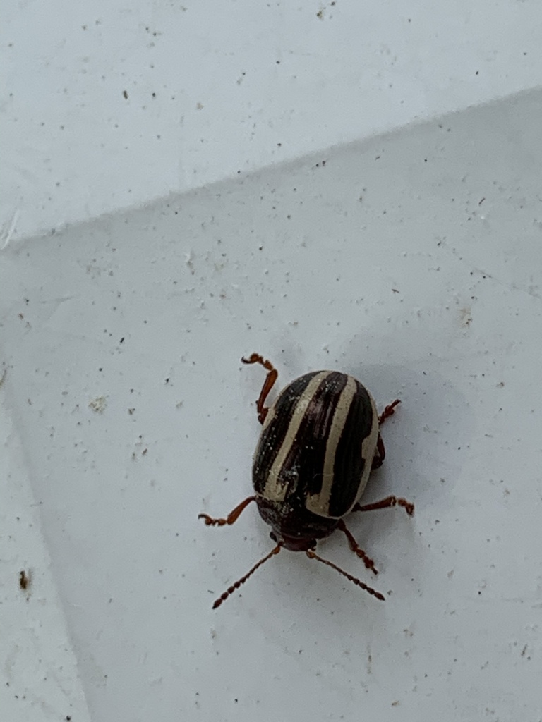 Coreopsis Beetle from Round Hill Rd, Voorhees, NJ, US on June 3, 2020 ...