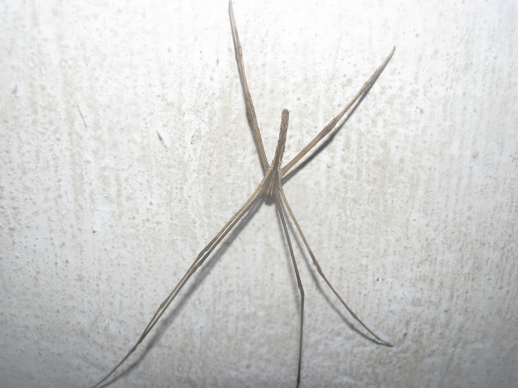 Common Netcasting Spider (ReefBlitz Spiders, Insects & other arthropods ...