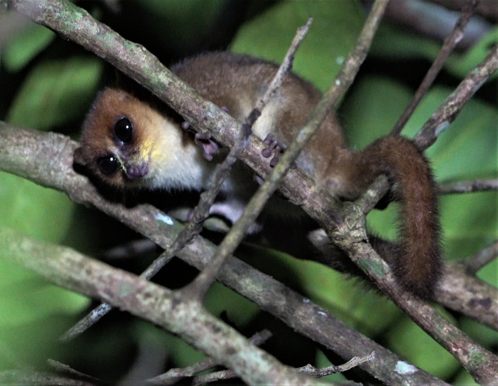 Mouse Lemurs (Microcebus) - Know Your Mammals