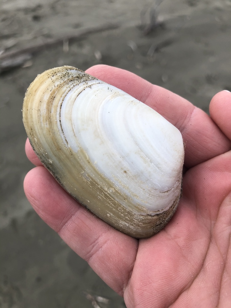 Southern Tuatua from Woodend Beach Domain, The Pines Beach, Canterbury ...