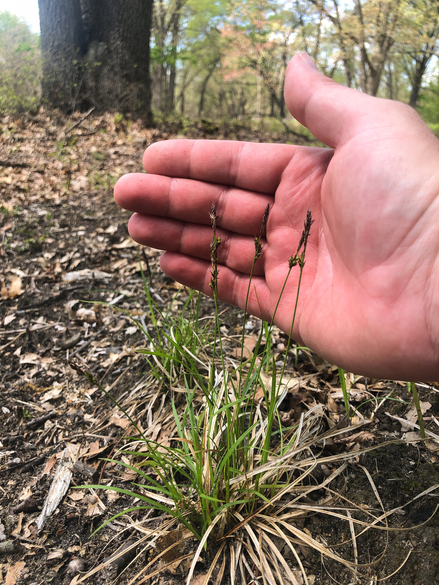 Carex lucorum Willd.