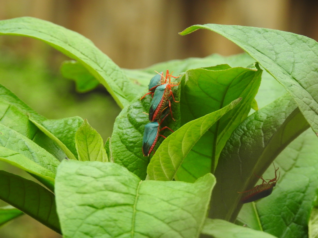Red-bordered Stink Bug from Villa Clara, David, Panamá on June 5, 2020 ...