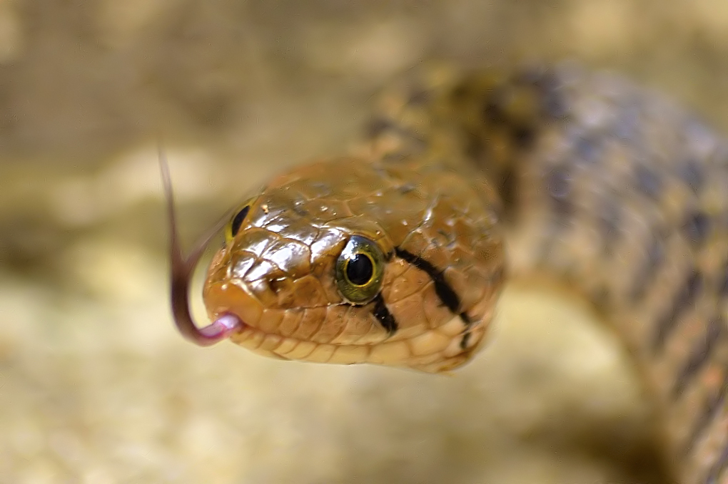 10 Facts About The Checkered Keelback (India) – Snake Radar