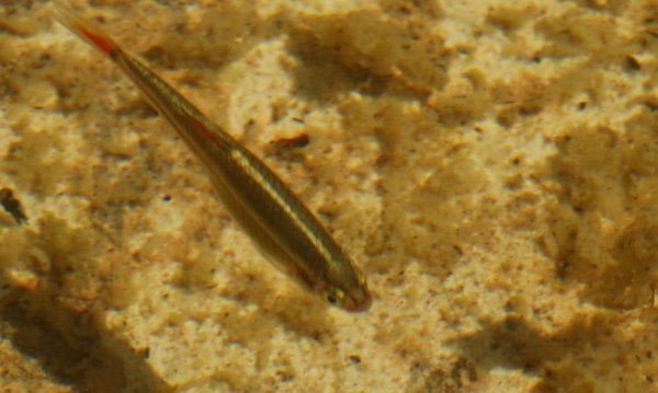 Red-tailed Rasbora (Rasbora borapetensis) - Marine Life Identification