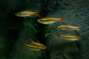 Red-tailed Rasbora (Rasbora borapetensis) - Marine Life Identification