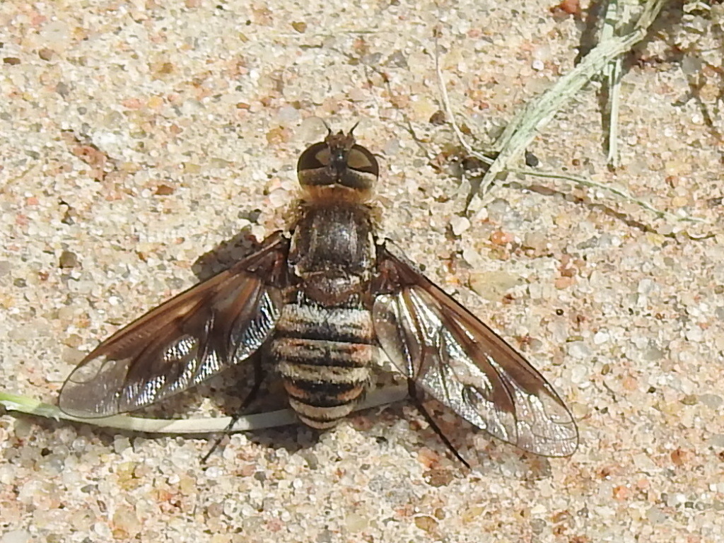 Exoprosopa from Cottle County, TX, USA on May 29, 2020 at 03:44 PM by ...