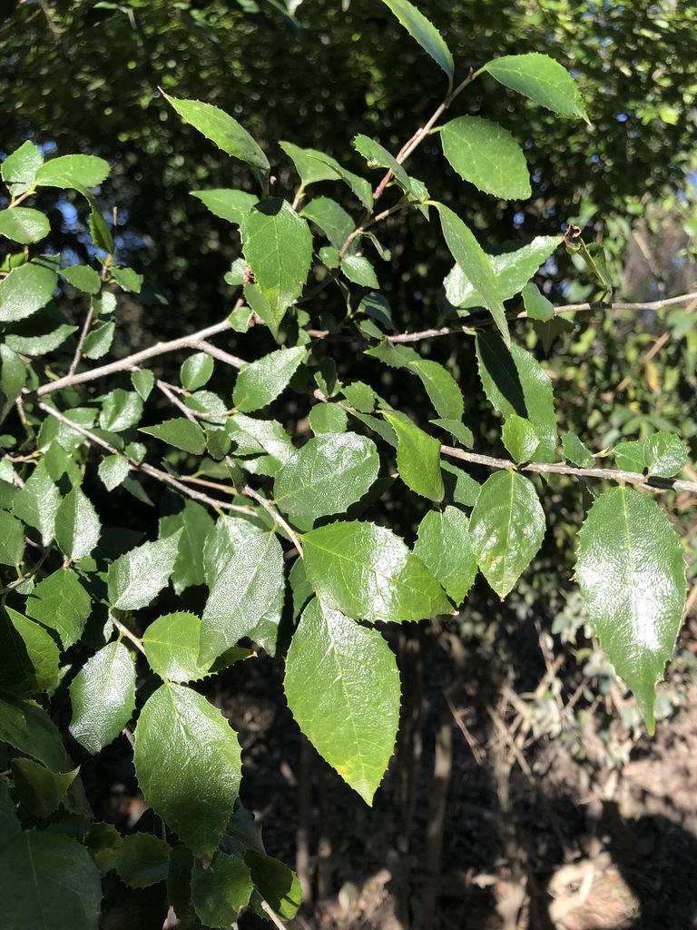 whalebone tree (RE 12.1.1) · iNaturalist