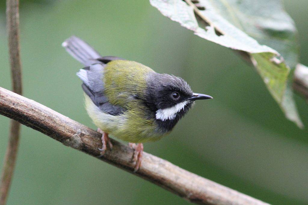 Black-throated Apalis (Apalis jacksoni) - Avian Discovery