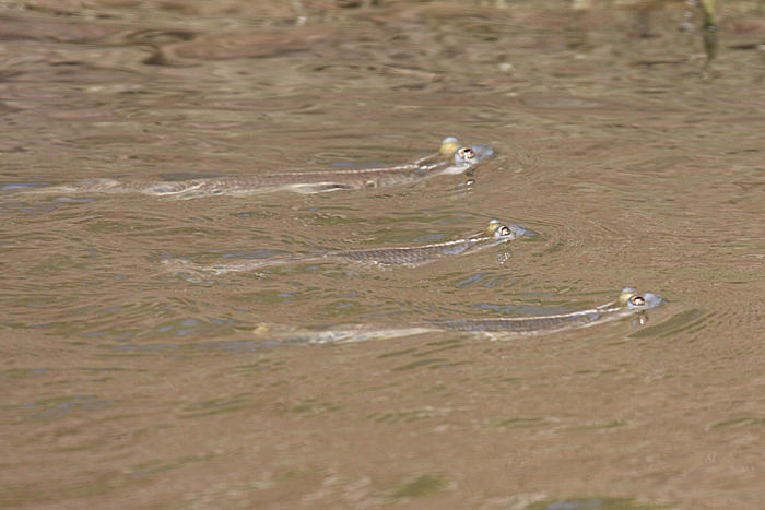 Anableps anableps (Linnaeus, 1758)