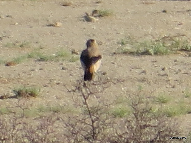 Mongolian Ground-Jay (Podoces hendersoni) - Avian Discovery