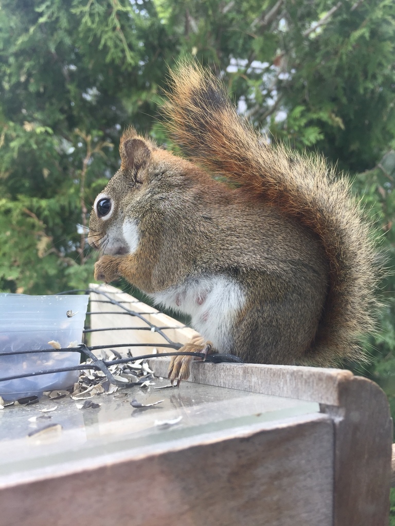 American Red Squirrel (Wildlife of Ridgway State Park) · iNaturalist