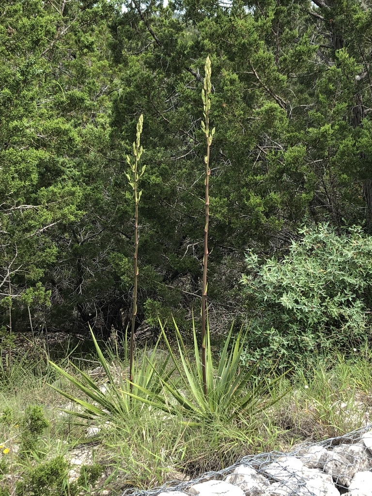 Twisted-leaf Yucca from Kimble County, TX, USA on May 1, 2020 at 11:12 ...