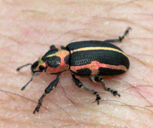 Sesbania Clown Weevil (Sara's Pollinator Guide) · iNaturalist