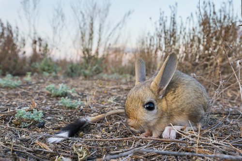 Four and Five-toed Jerboas (Genus Allactaga) · iNaturalist