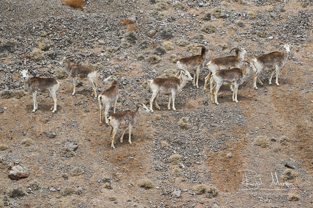 Marco Polo Sheep (Ovis ammon polii) - Know Your Mammals