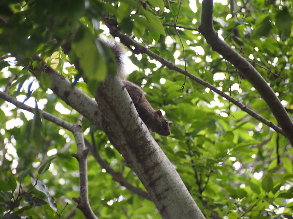 Styan's Squirrel (Callosciurus erythraeus styani) - Know Your Mammals