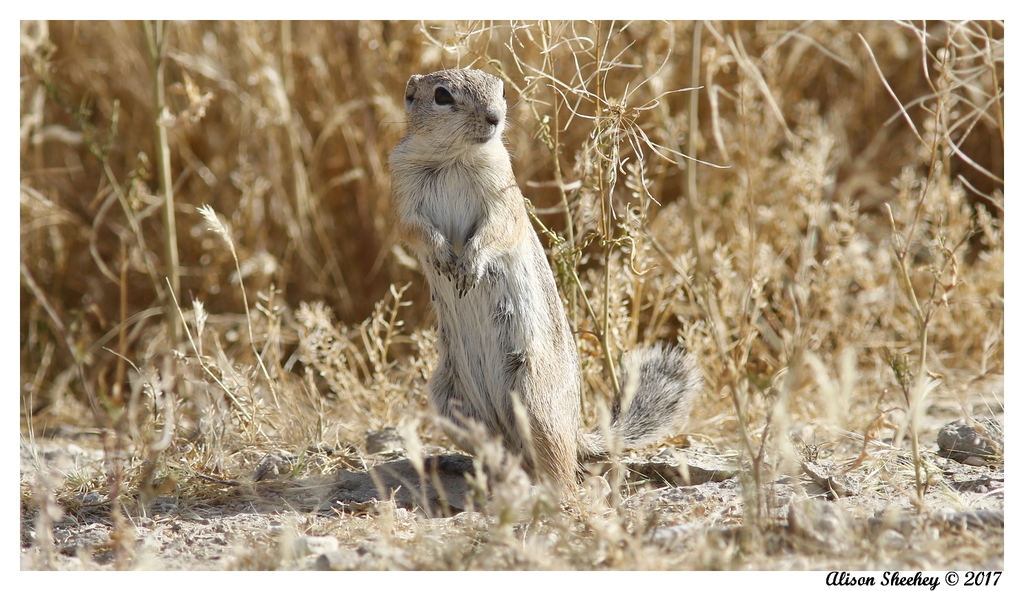 Nelson's Antelope Squirrel (Ammospermophilus nelsoni) - Know Your Mammals
