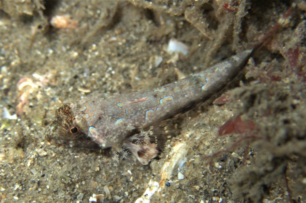 Painted Stinkfish from Sydney NSW, Australia on June 06, 2020 at 07:54 ...