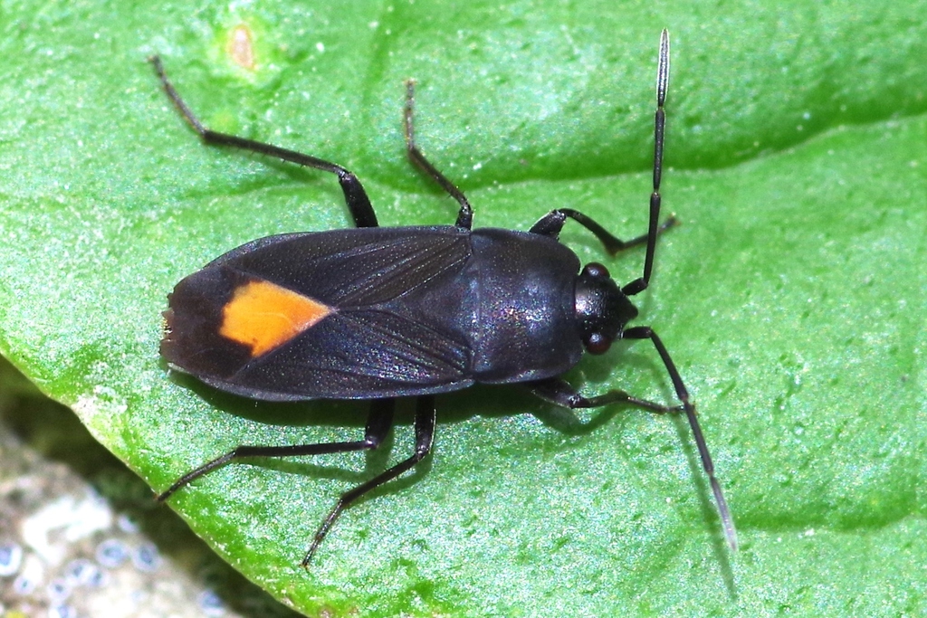 Aphanus rolandri (Madeira True Bugs) · iNaturalist