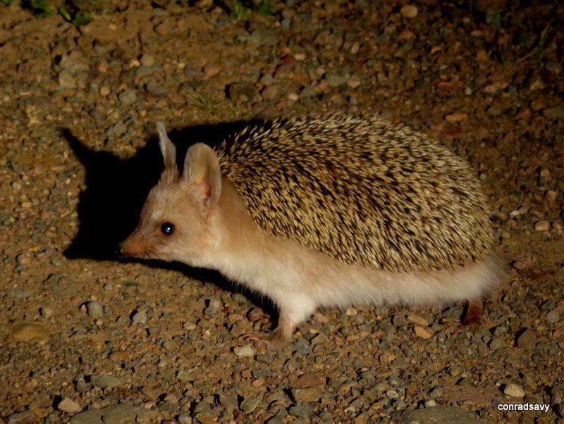 Long-eared Hedgehog (Hemiechinus auritus) - Know Your Mammals