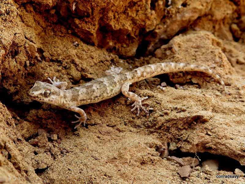 Alsophylax pipiens (Pallas, 1827)