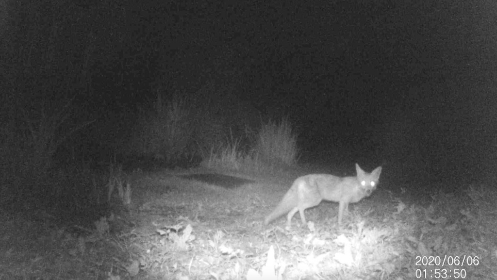 Red Fox from Great Britain, Milton Keynes, England, GB on June 06, 2020 ...