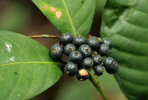 Pavetta tetramera · iNaturalist
