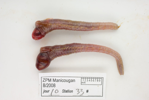 Subfamily Terebellinae · iNaturalist