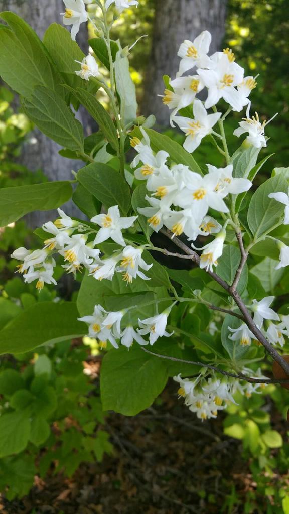 Bigleaf Snowbell (Styrax grandifolius) - Botanical Realm