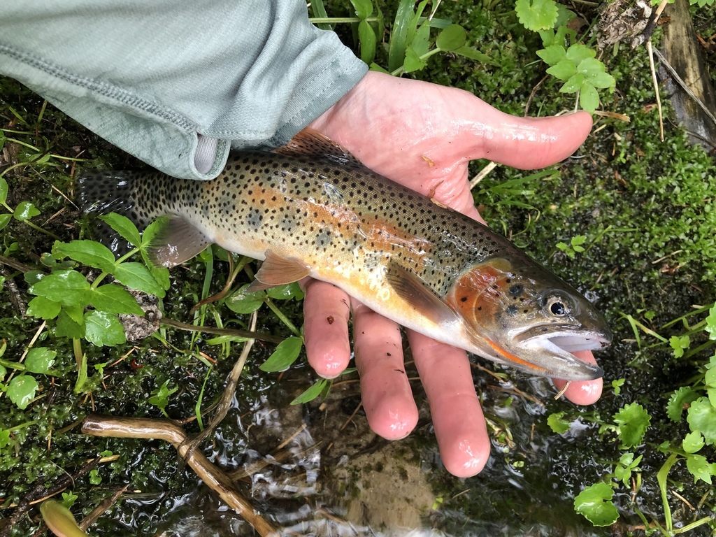 Rio Grande Cutthroat Trout (Oncorhynchus virginalis virginalis ...
