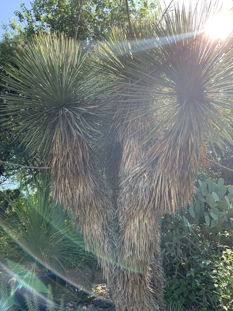 tree yucca from Zilker Botanical Garden, Austin, TX, US on June 6, 2020 ...