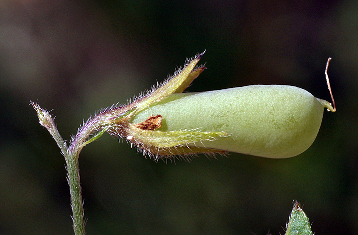 Rabbitbells (Crotalaria rotundifolia) - Botanical Realm