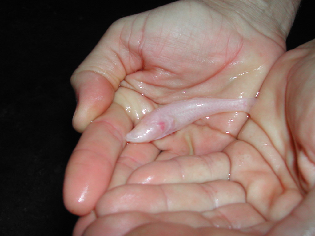 Blind Fish (Typhleotris madagascariensis) - Marine Life Identification