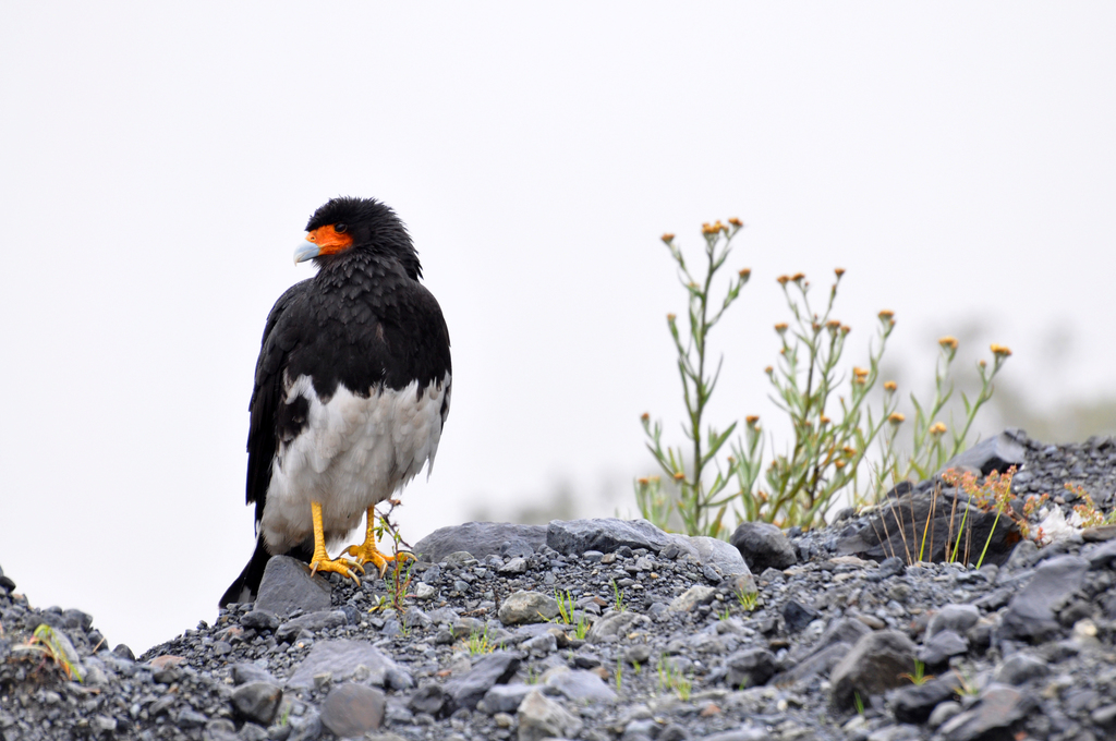 Mountain Caracara from Pongo, La Paz, Bolivia on March 26, 2017 at 03: ...